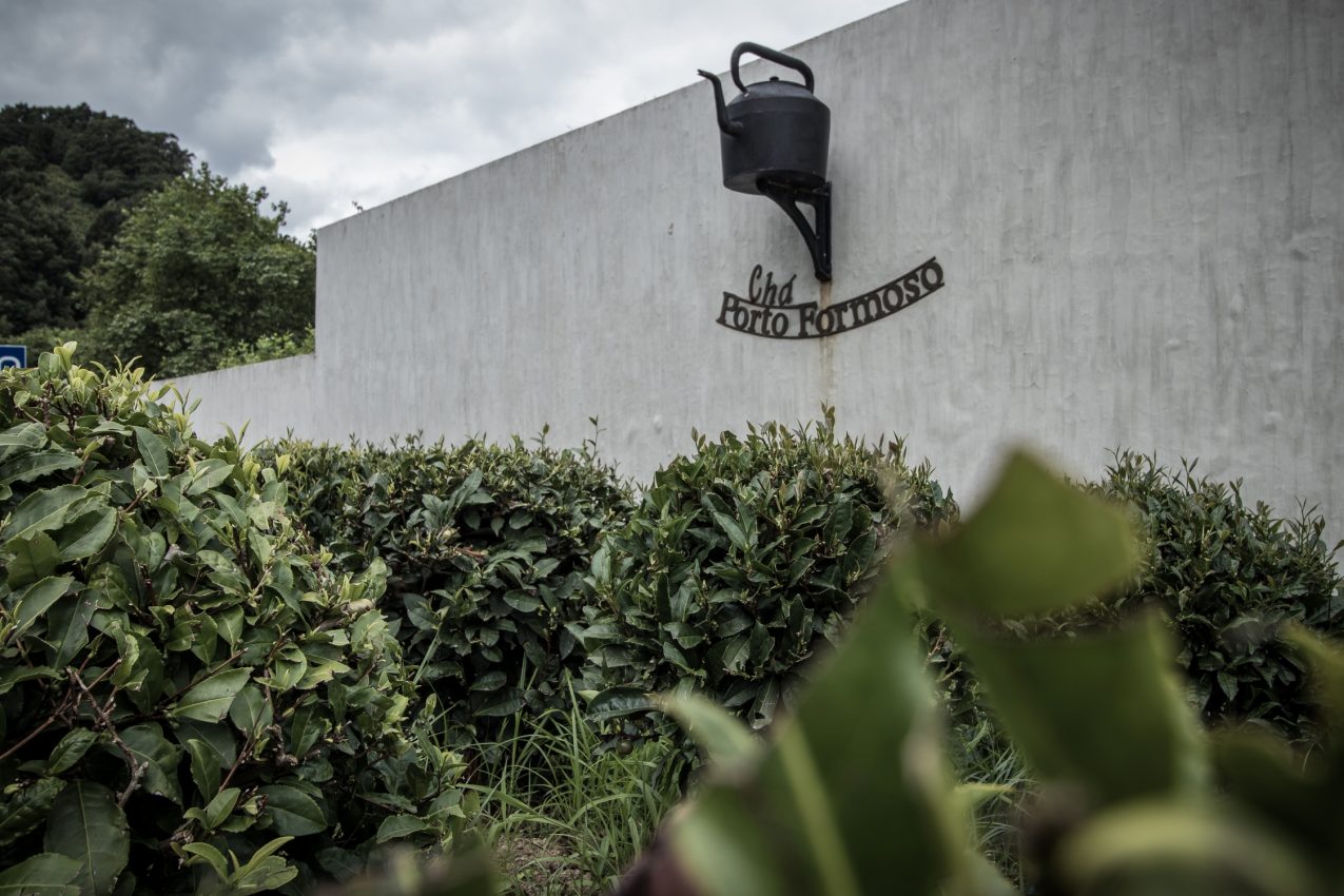 Azores Beds - Get to know the Azorean Tea Factories!